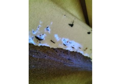 Digrain Cimex Bed Bug Detector Kit