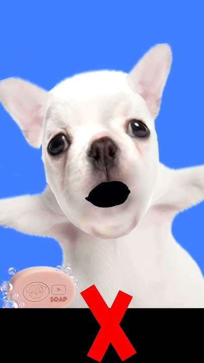 Pibble Its So Cute Youtube