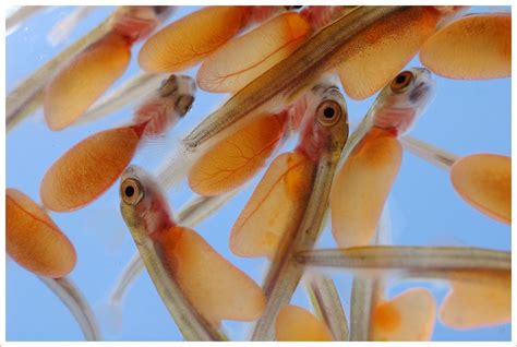 게시판 올해 태어난 연어1