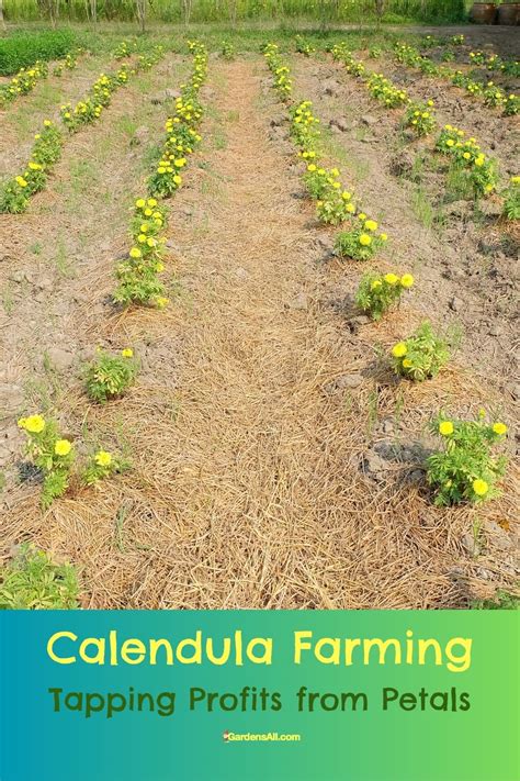 Calendula Farming For Tapping Profits From Petals Gardensall