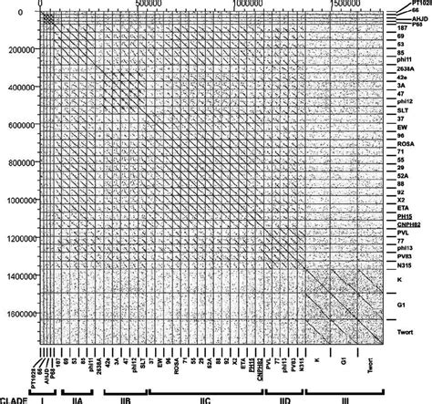 Dot Plot Matrix Of Ph15 And Cnph82 With S Aureus Phages The