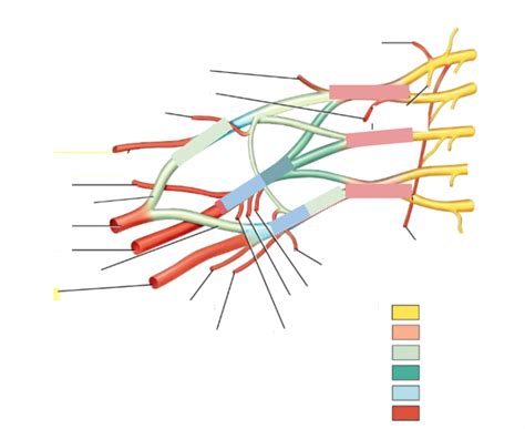 Origin Of Brachial Plexus Diagram Quizlet