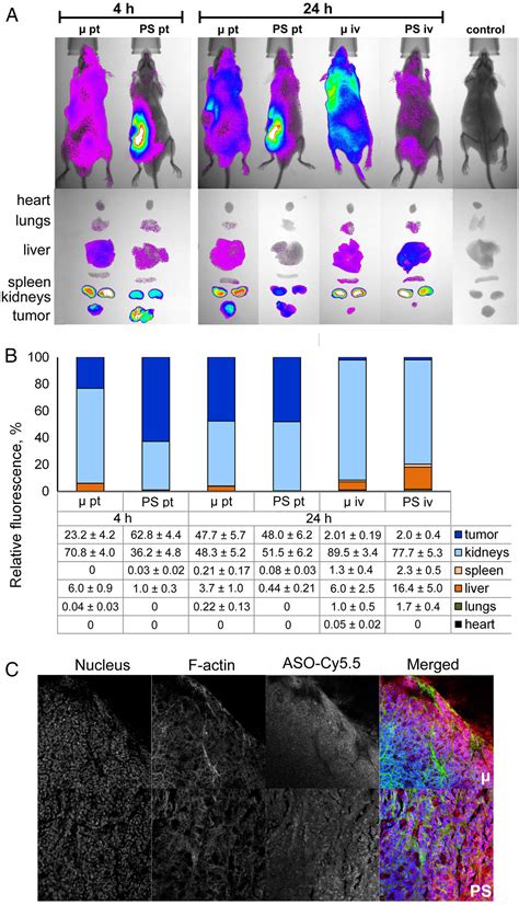 Mesyl Phosphoramidate Backbone Modified Antisense Oligonucleotides Targeting Mir 21 With
