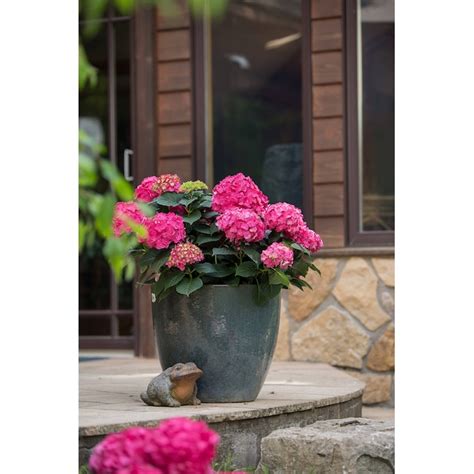 Endless Summer Multicolor Summer Crush Reblooming Hydrangea Flowering