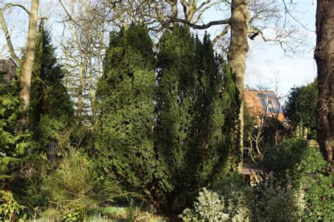 Yew Pruning By Type Plants Clipped Very Tightly Tend To Experience More Problems