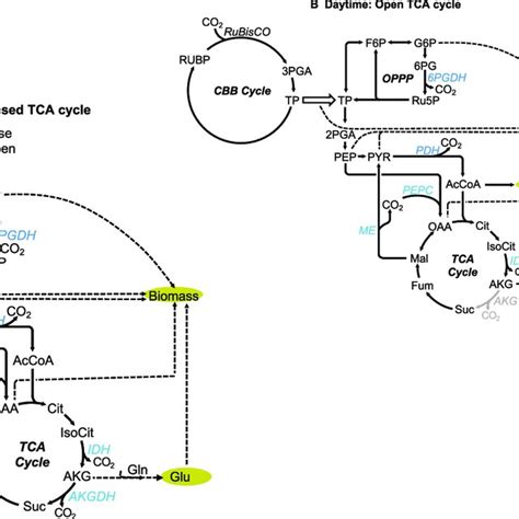 Simplified Flux Map Of The Intermediate Metabolism A Dark Closed Tca
