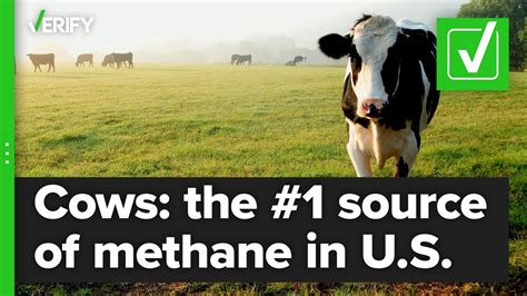 Yes Cattle Are The Top Source Of Methane Emissions In The Us