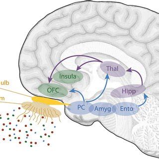 Primary Olfactory Cortex