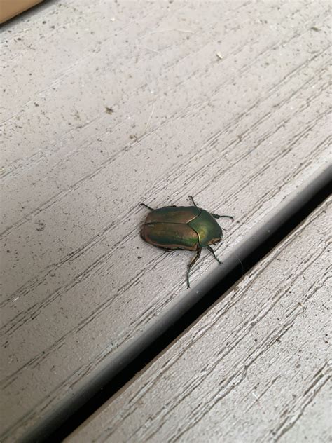 Common Green June Beetle In July 2025 By Marsh03 · Inaturalist