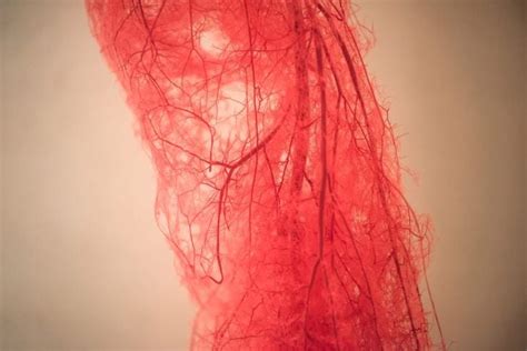 Vasodilation Why It Happens And What It Does Facty Health
