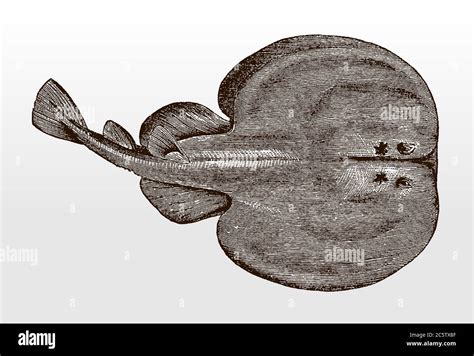 Marbled Electric Ray Torpedo Marmorata Stock Vector Images Alamy