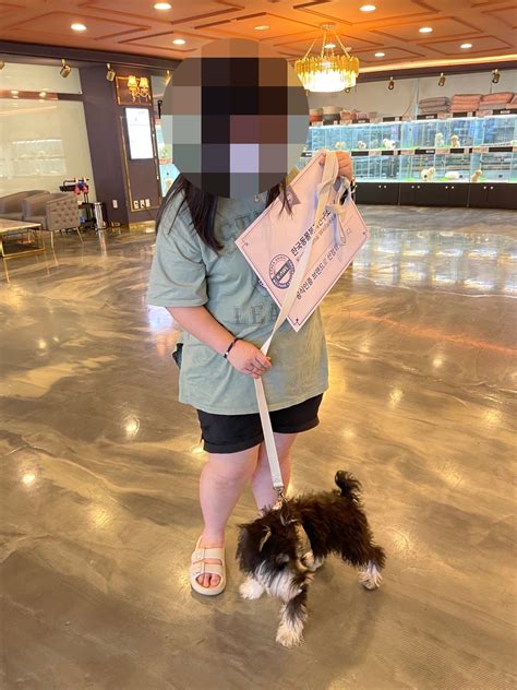 슈나우저 우주 고양이보호소 유기견보호소 유기묘보호소 비숑프리제책임분양 포메라니안책임분양 말티즈책임분양 말티푸책임분양 푸들책임분양 먼치킨책임분양 랙돌책임분양 브리티쉬숏헤어책임