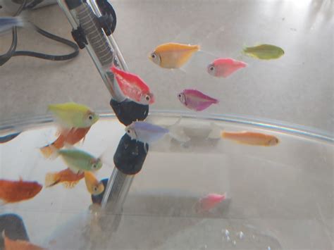 دانلود آهنگ‌ شایع و مهیار یادتیم کلی Mp3 متن کامل و کیفیت اصلی 128 و