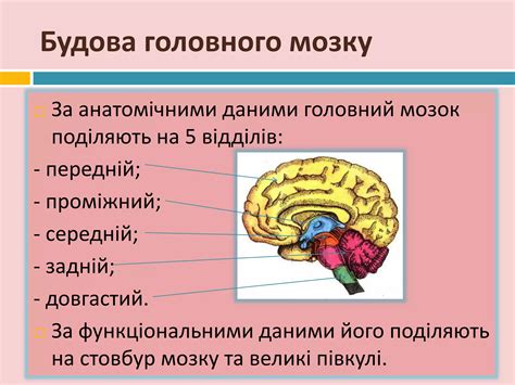головний мозок Pptx