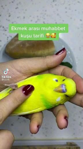 340 Loritos Australiano Ideas En 2025 Loros Australianos Periquitos