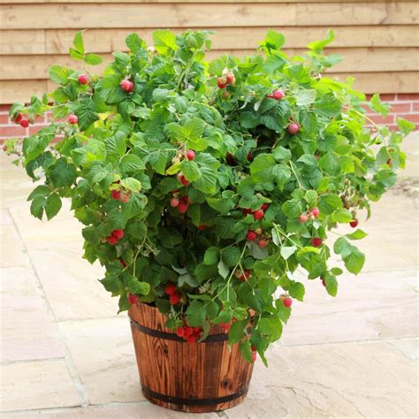 Raspberry Bush Ruby Beauty Potted Fruit Plants From Rocket Gardens
