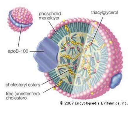 Lipids And Cv Disease Flashcards Quizlet