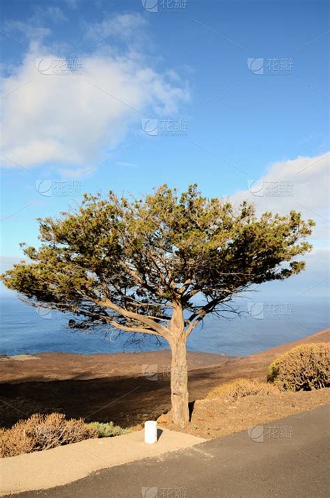 刺柏属丛木 粗糙的 风 自然 垂直画幅 形状 山 无人 大西洋群岛 金丝雀素材 花瓣网