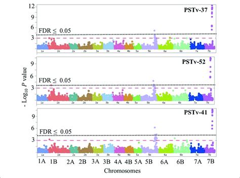 Manhattan Plots Showing P Values For Single Nucleotide Polymorphism