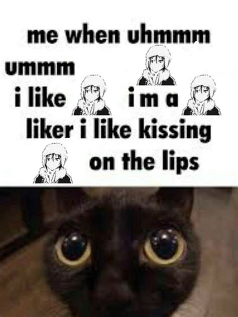 Cmere Bbg Cat Memes Memes Cats