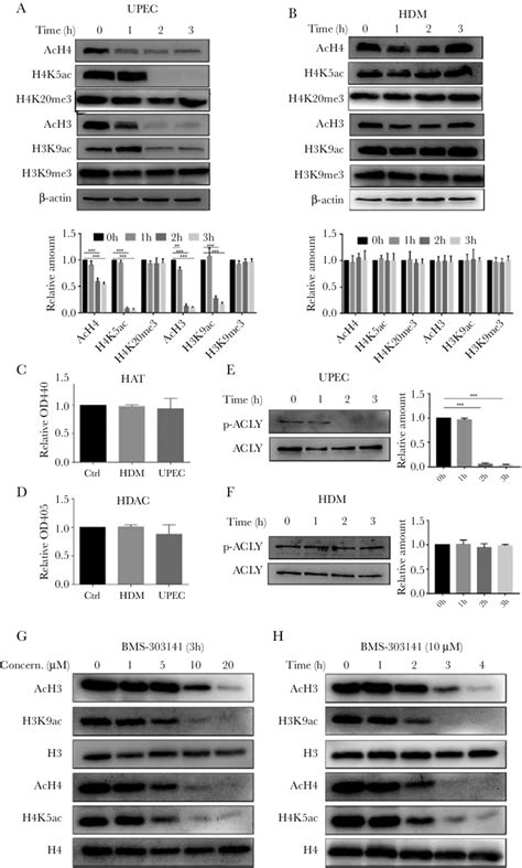 Upec Specifically Reduces Histone Acetylation Via Akt Acly Signaling A Download Scientific
