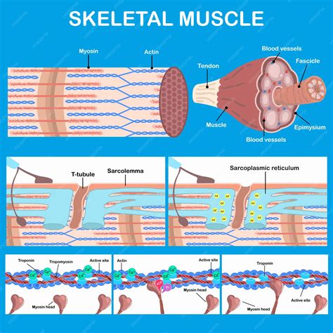 Corpo Sistema Músculo Esquelético Vetor Premium