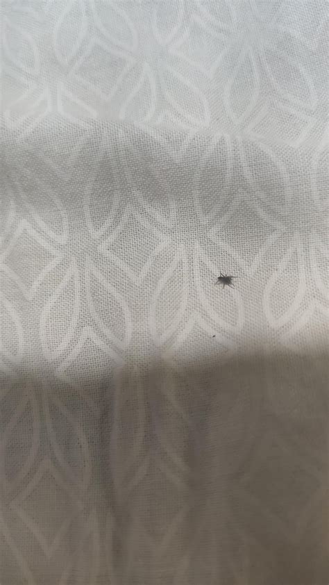 Tick Or A Spider R Insectidentification