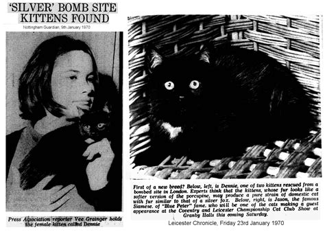 The Silver Fox Kittens 1970