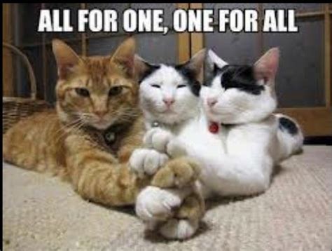 Teamwork Cat Meme