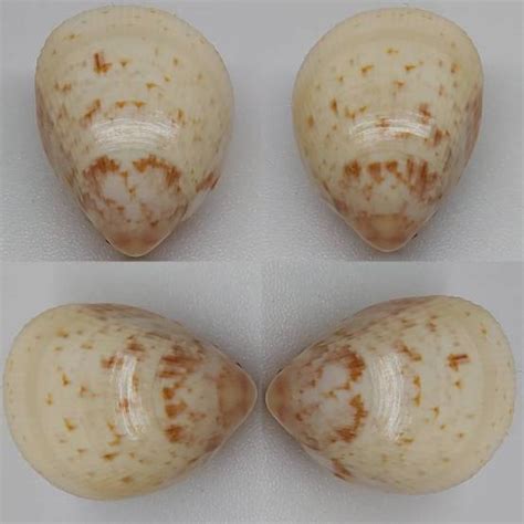 Acrosterigma Biradiatum 3936118