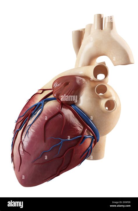 Heart Anatomy Conduction System Immagini E Fotografie Stock Ad Alta