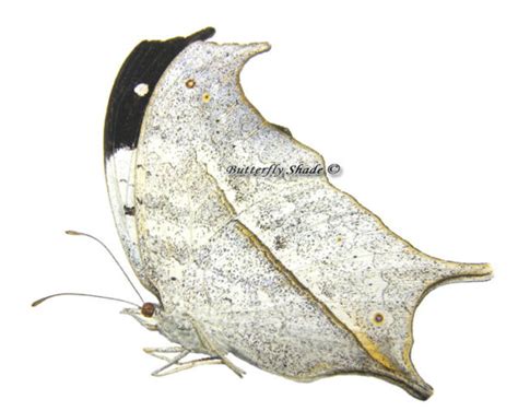 Salamis Anacardii Duprei Butterfly Shade Shop