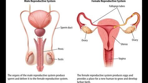 Reproductive System Practice Test Diagram Quizlet