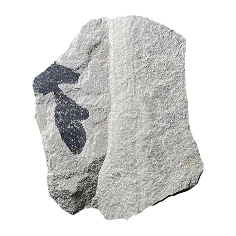 Leaf Fossil Crystalcaveindia