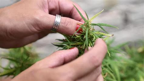 El Gobierno Flexibilizó Los Requisitos Para Acceder Al Cannabis