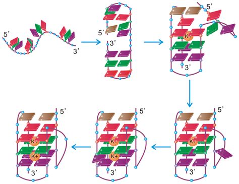 Schematic Representation Of The Folding Pathway Proposed In This Work