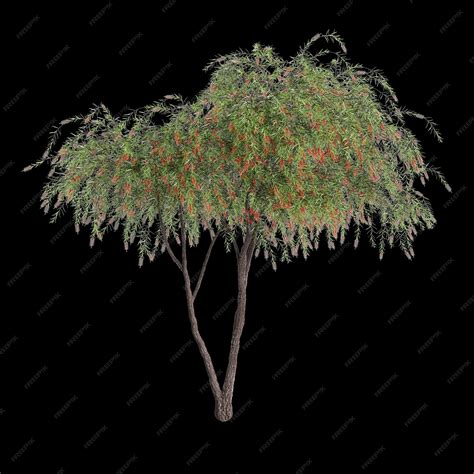 Premium Photo 3d Illustration Of Callistemon Viminalis Tree Isolated On Black Background