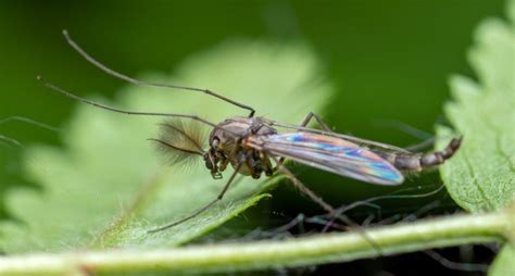 Are Gnats And Midges The Same Pest Exterminators