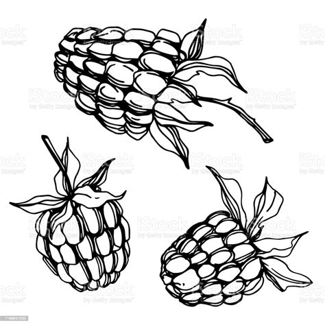 벡터 라즈베리 건강 식품 신선한 베리 고립 된 요소 흑백 잉크 아트가 새겨져 있습니다 개념에 대한 스톡 벡터 아트 및 기타 이미지 개념 개체 그룹 건강한 식생활