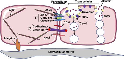 Extracellular Vesicles New Players In Regulating Vascular Barrier