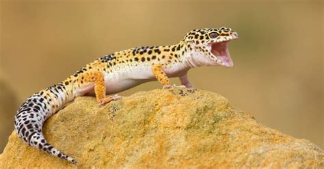 Why Do Leopard Geckos Scream? (2024)