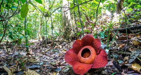 35 Facts About Rafflesia Corpse Flower