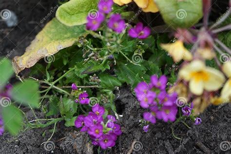 Purple Flowers Of Arabis Blepharophylla In The Garden In May Berlin