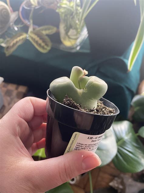 First Lithop R Lithops