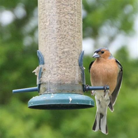 How To Hang A Bird Feeder Posh Living Magazine