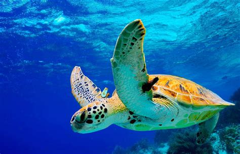 Tortuga Verde Chelonia Mydas Fundación Cram