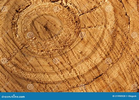 Oak Tree Texture Royalty Free Stock Image 21990928 Oak Tree Texture Royalty Free Stock Image 21990928