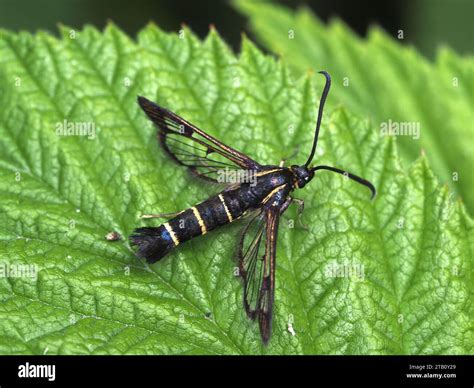 Clearwing Currant Moth Synanthedon Tipuliformis Resting On A Bright