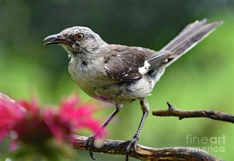 Juvenile Northern Mockingbird Stopping By Photograph By Cindy Treger Fine Art America