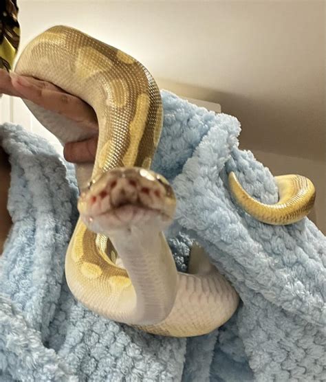 How To Ease A Ball Python From Live To Frozen Rballpython